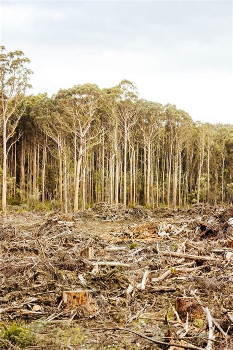 Old Growth Logging In Southwest National Park Tasmania Australia Stock