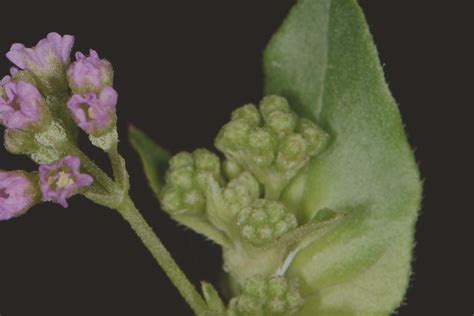 Plant Identification Classification Model By Plant Identification 2