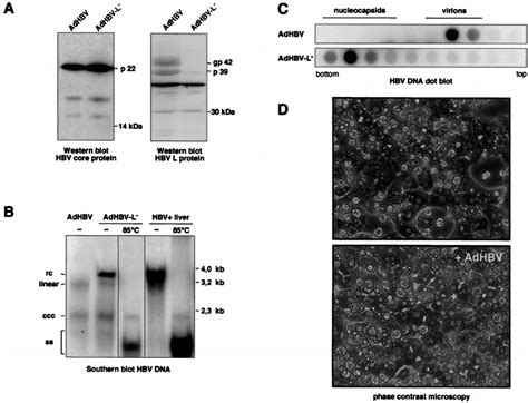 Hbv Replication In Primary Human Hepatocytes Following Adhbv Genome