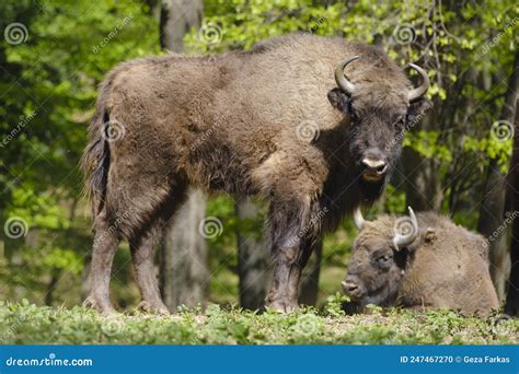 Two European Wood Bisons Wisent Bison Bonasus In The Forest Stock