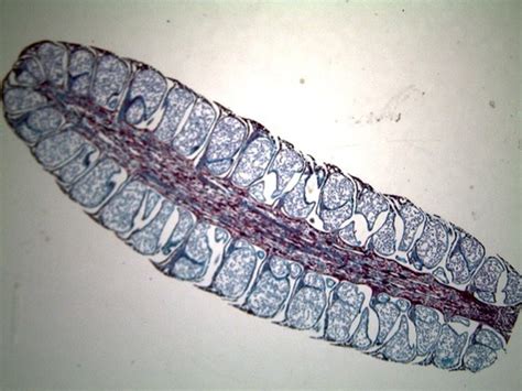 Biology Lab 7 Flashcards Quizlet