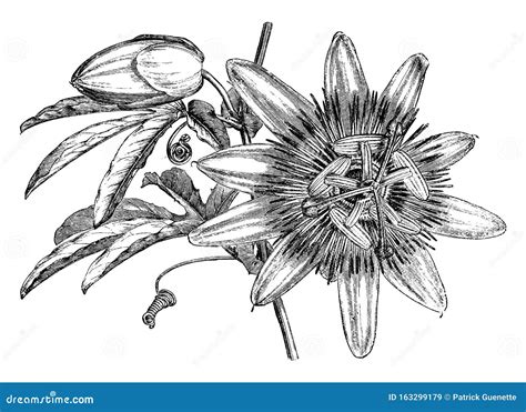 Passiflora Caerulea Vintage Illustration Stock Vector Illustration