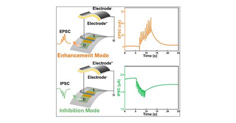 Ferroelectricelectric Double Layer Modulated Synaptic Thin Film Transistors Toward An