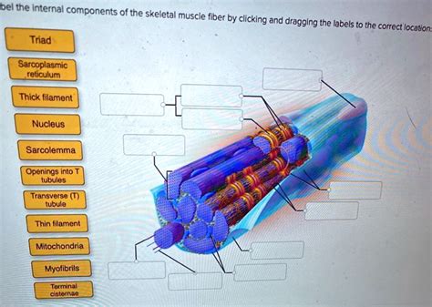 The Internal Components Of The Skeletal Muscle Fiber Triad
