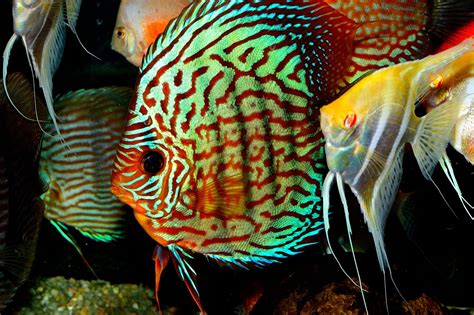 Discus Fish Wallpaper Free