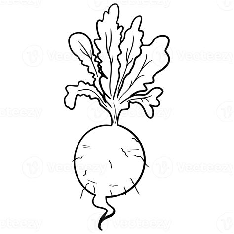 Beetroot Outline Agriculture Plant Salad Ingredient Vegetable Farm Vegan Food Organic Food