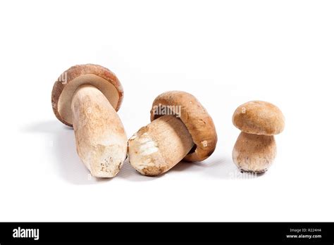 Harvested At Autumn Amazing Edible Mushrooms Boletus Edulis King