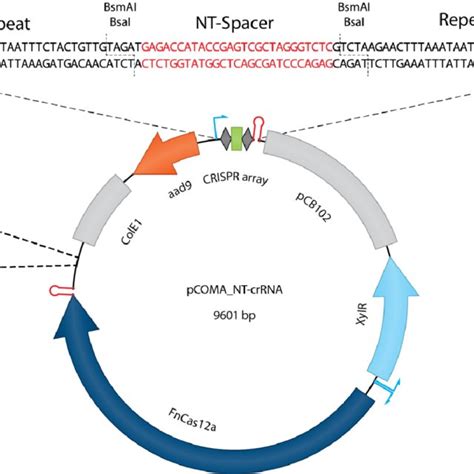 Backbone Of The Pcoma Plasmid Series At The Top Of The Plasmid The