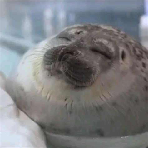 Yo The Ringed Seal Artofit