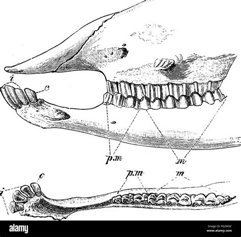 Edad De Los Dientes De Oveja