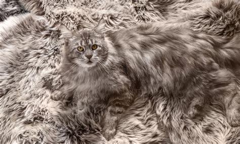 The Woods Lamp Versus M Canis Veterinary Practice News