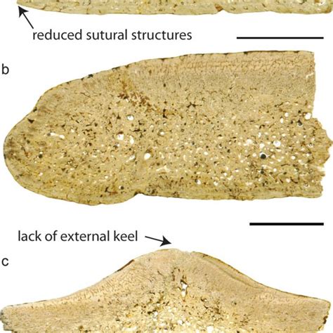 Colour Online Histology Of The Ossicles Of Psephophorus Polygonus