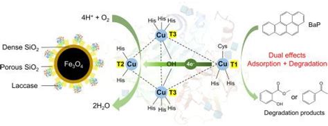 漆酶固定在磁性介孔二氧化硅上作为可回收生物催化剂，用于高效降解苯并 A 芘chemosphere X Mol