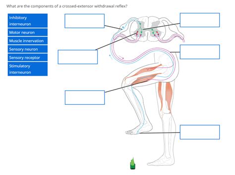 Diagram Of Nervous Diagram 24 Quizlet Diagram Of Nervous Diagram 24 Quizlet