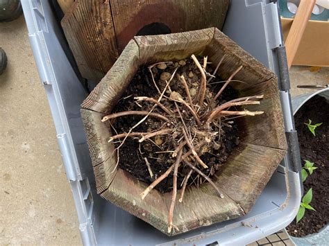 Can My Mega Catnip Root Survive It Seems To Be Rooting Down Into The