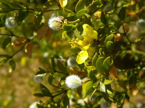 Creosote Bush Sonoran Desert Wildfire Plants · Inaturalist