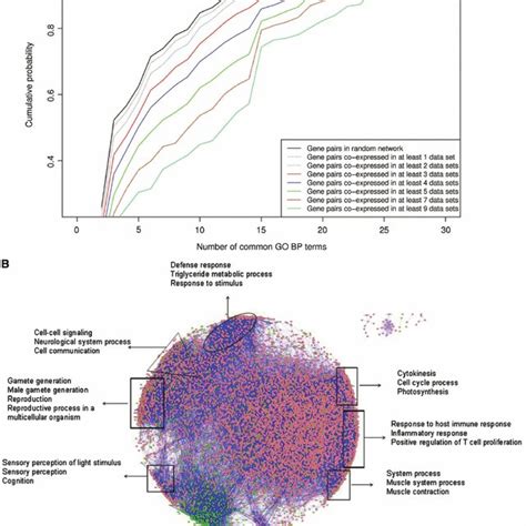 The Codingnon Coding Gene Co Expression Network A The