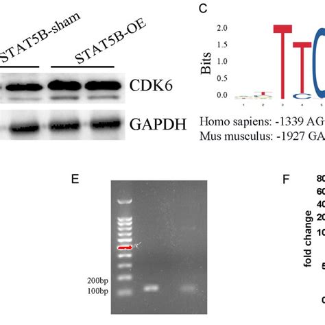 Stat5b Binds To The Cdk6 Promoter And Activates Cdk6 Transcription A