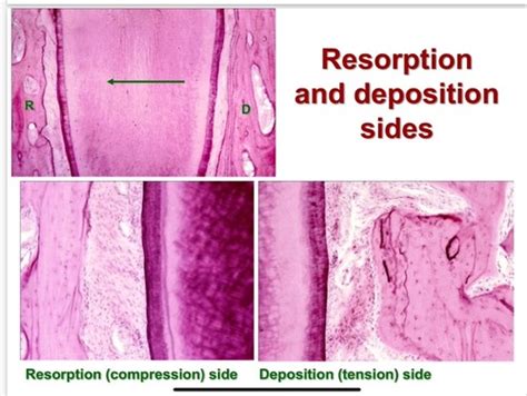 Module 7 Guiding Questions Flashcards Quizlet