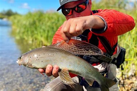 Species Spotlight Grayling Sportquest Holidays