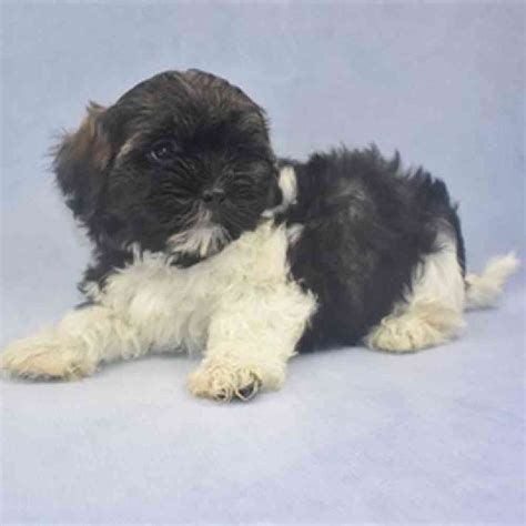 Hava Tzu Puppies For Sale At Petland Joplin