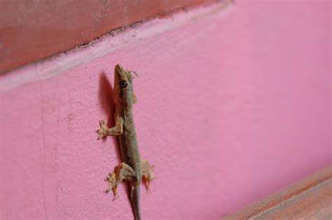 Premium Photo Close Up Of Lizard On Wall