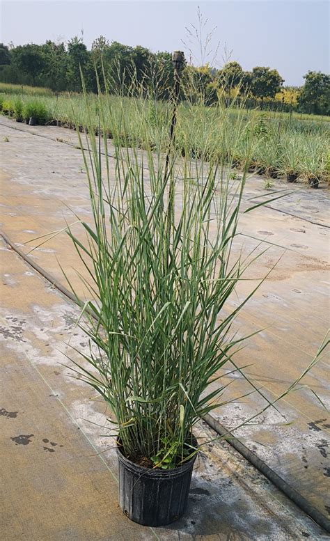 柳枝稷蓝姬2加仑