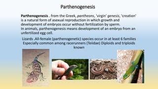 Reproduction And Development In Reptiles Pptx