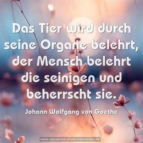 25 Tiere Sprüche Zitate Und Weisheiten