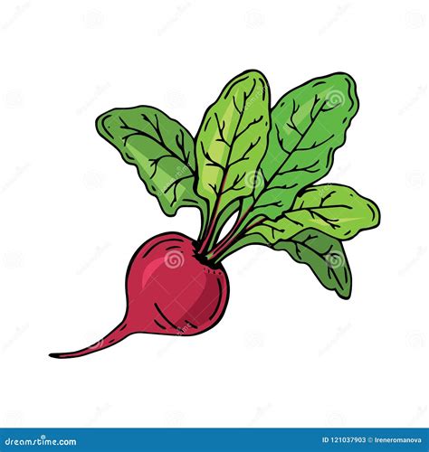 Fresh Beet With Leaf Vector Illustration Juicy Beetroot Vegetable