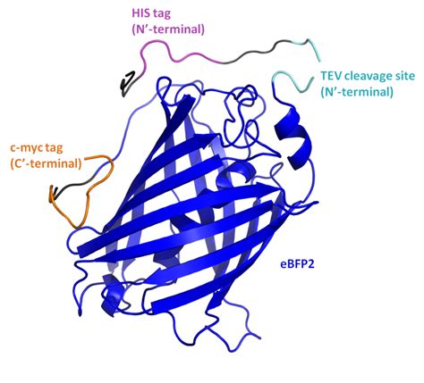 Affinity Chromatography Protein Purification