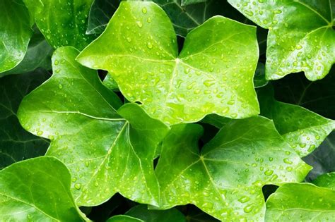 Plantas Que Se Reproducen Por Esquejes