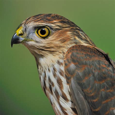 8 Species Of Hawk In Pennsylvania Inc Awesome Photos