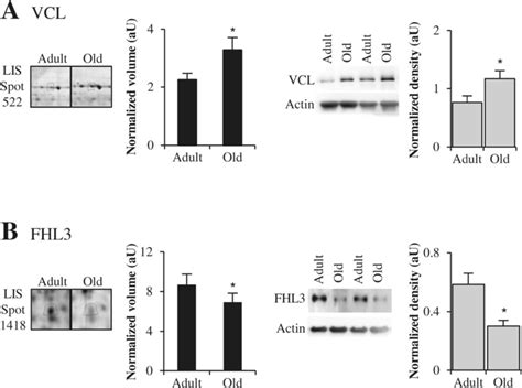 Examples Of Differential Expression Of Cytoskeletal Proteins