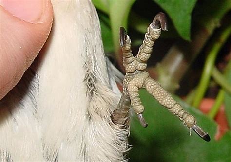 Understanding The Birds Toe Arrangement Monrchs Nature Blog