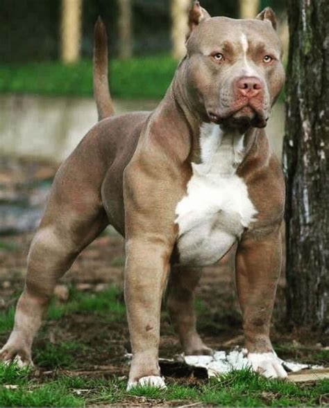 [1700 ] Perro Pitbull Fondos De Pantalla