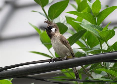 Bulbul Indian Bird Free Photo On Pixabay