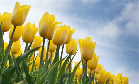 AtenciÓn ¿por Qué Se Regalan Flores Amarillas El 21 De Septiembre