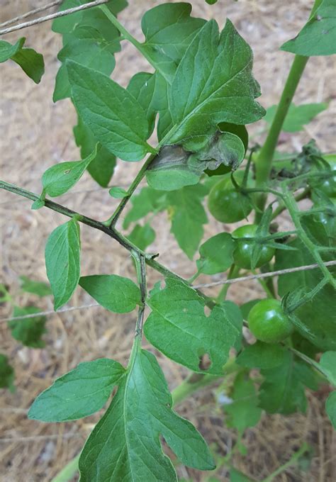 Tomato Diseases And Disorders Home And Garden Information Center