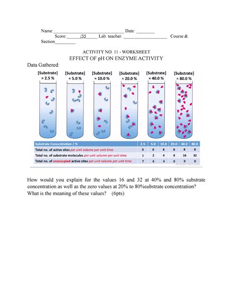 Act 12 Worksheet Effect Of Substrate Concentration On Enzyme Activity