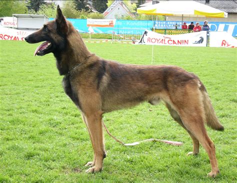 Мини бельгийская овчарка фото