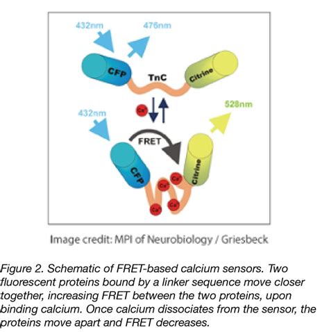 Viral Vectors 101 Calcium Sensors