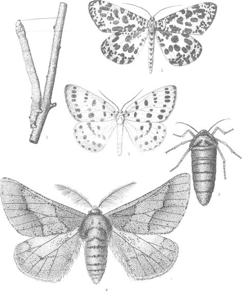 六十其他尺蛾 周尧昆虫