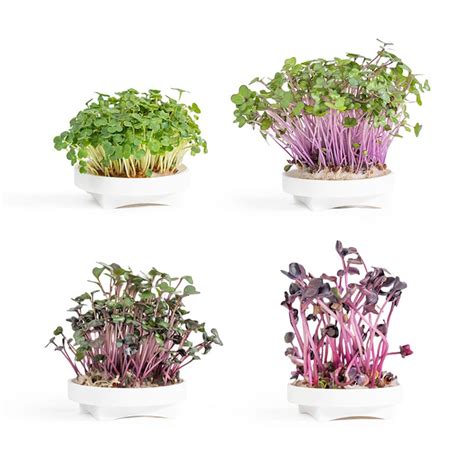 Microgreens Large Grow Pack Gardyn