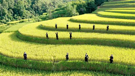 9 Best Places To See Vietnams Rice Terraces And Best Time 2026