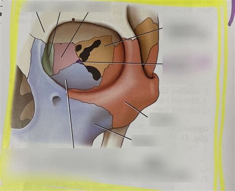 Orbital Bones Diagram Quizlet