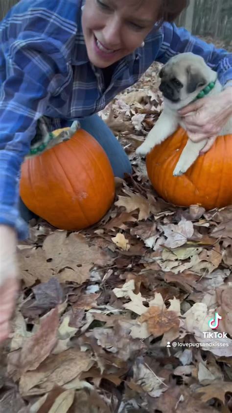Behind The Scenes Of Thetriplets “great Pugkin” Photo Shoot 🎃🍂🧡🍁 Its