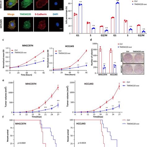 Sex Specific Comparison Of Src 1 And Src 3 In Normal Hcc And Ccc In Download Scientific