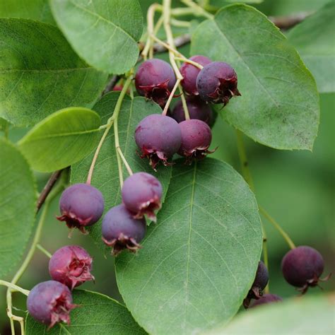 Serviceberry Tree Amelanchier Arborea Robin Hill Roots Plants