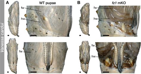 Figure S12 Pupal Wing Defects With Incomplete Wing Growth And Download Scientific Diagram